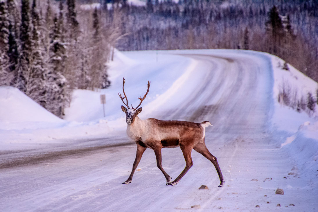 Whitehorse Daily Star: Caribou Crossing Whitehorse Daily Star: Caribou Crossing